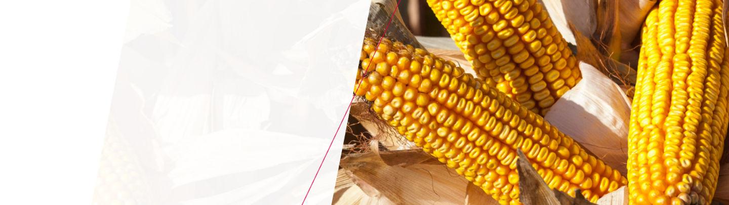 Programa VAlora Milho | Agro Bayer