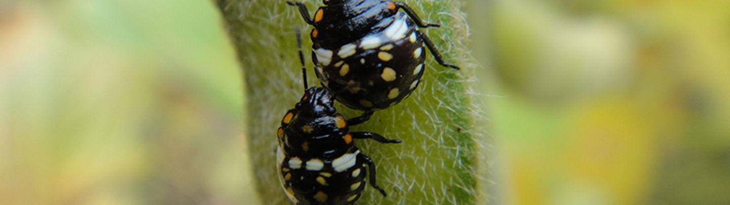 Percevejo Verde da Soja (Nezara viridula) | Agro Bayer